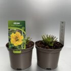 Geum 'solar Tempest'® - Fleur