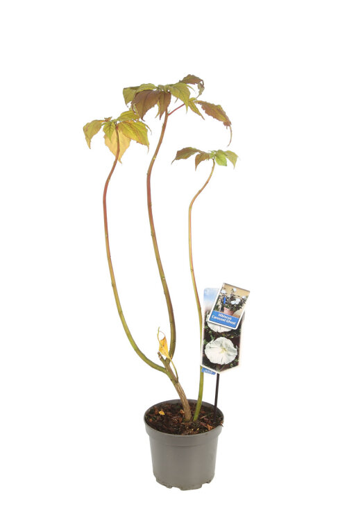 Hibiscus Xmoscheutos 'carrousel Ghost' - Fleur