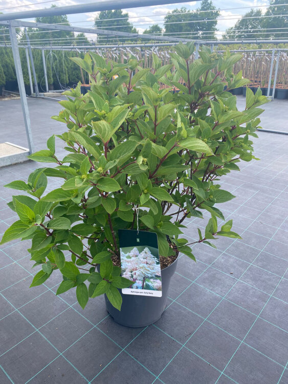 Hydrangea Paniculata 'early Harry' - Fleur