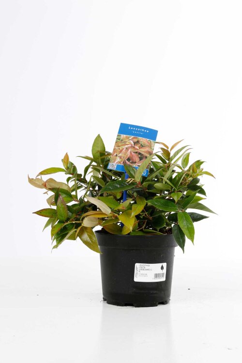 Leucothoe 'zebonard' (='lovita') - Fleur