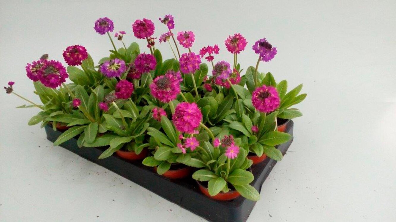 Primula Denticulata 'rubin' - Fleur