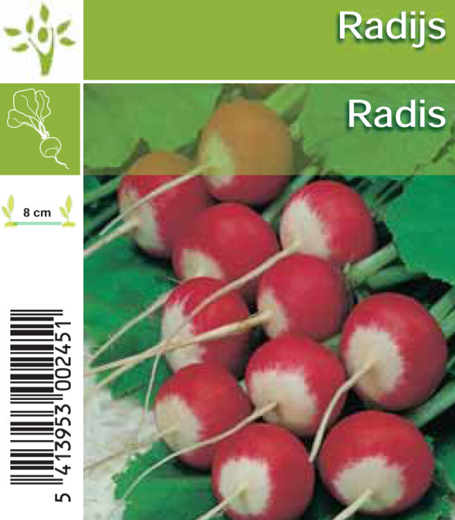Radis 'radicula' - Fleur
