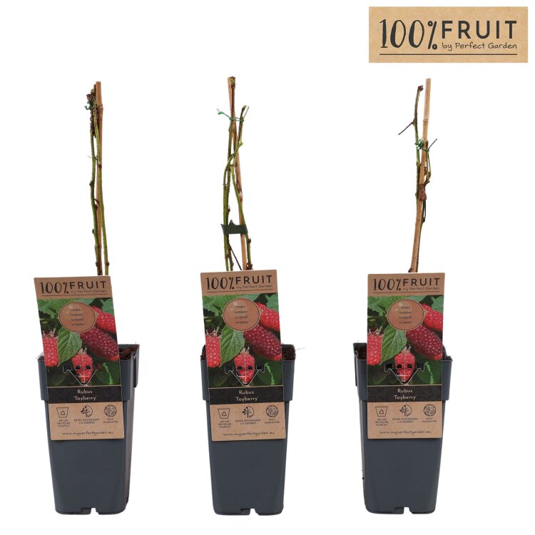 Rubus 'tayberry' - Fleur