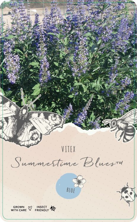 Vitex 'summertime Blues' - Fleur